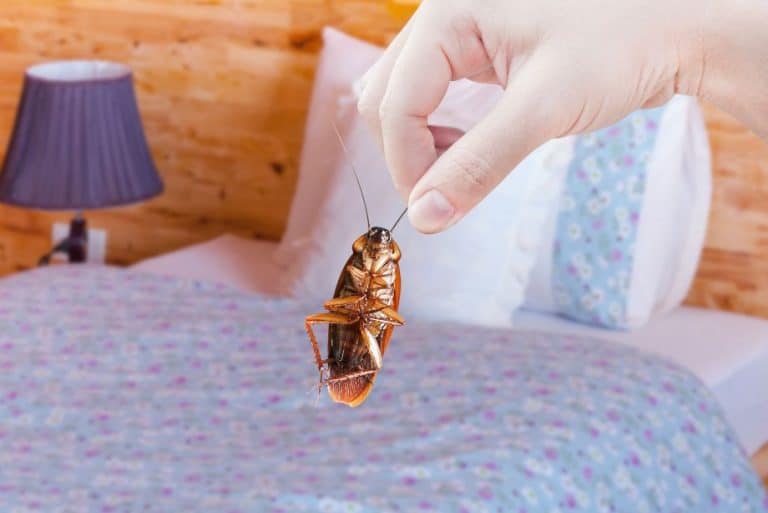 Comment faire partir les cafards de la maison : les remèdes efficaces ...